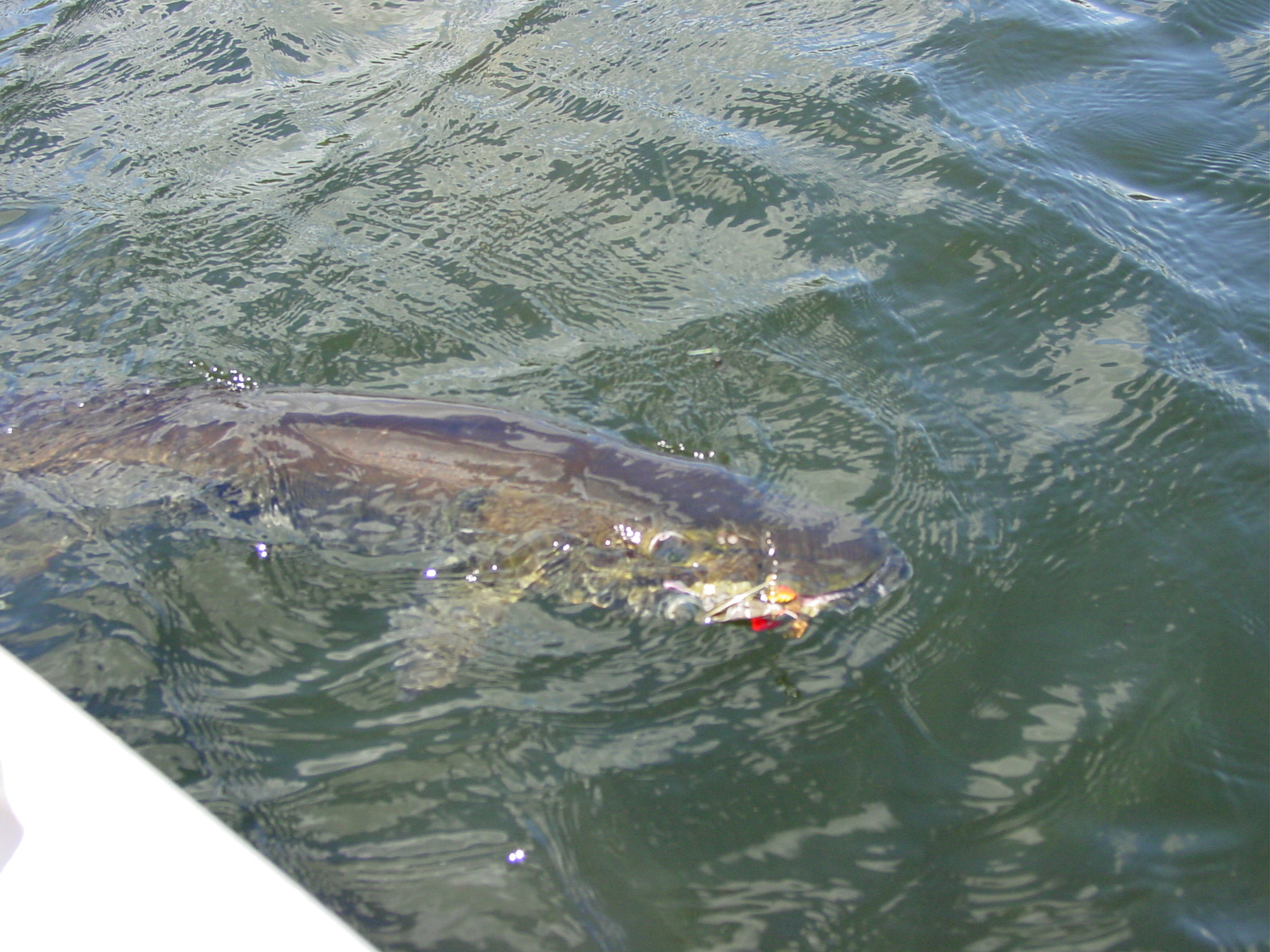 Gallery – Figure8Fishing